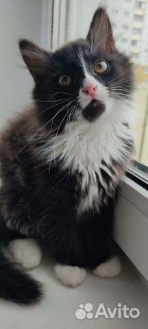 Котёнок в Добрые ручки