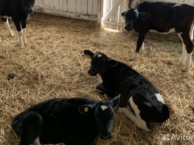 Бычки телята