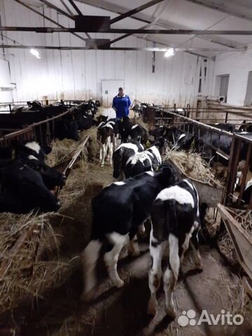 Бычки телята для вас на откорм *поместные *