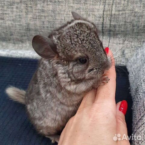 Шиншилленок девочка 2 мес
