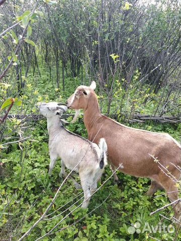 Коза альпийская нубийская