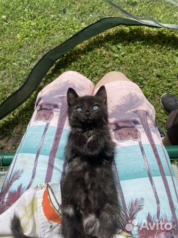 Котенок в добрые руки