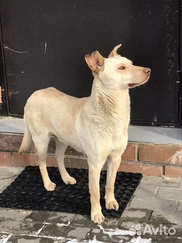 Собака в добрые руки маленькая порода