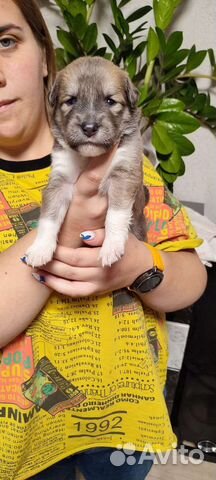 Щенки бесплатно