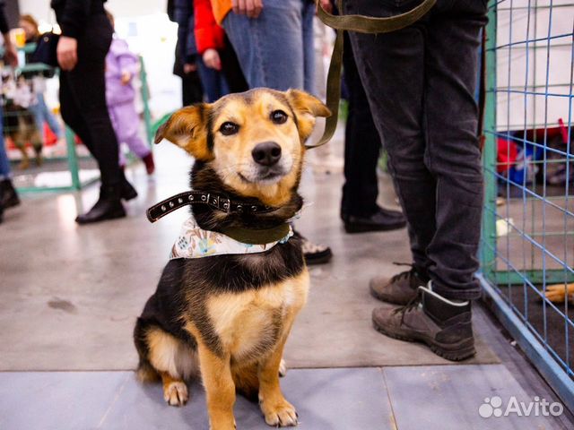 Собачка размером с таксу