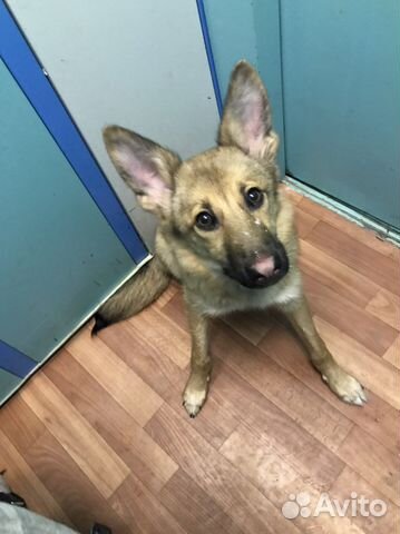 Девочка малинуа ищет дом