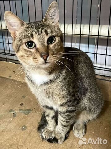 Котик Лисс из приюта ищет дом