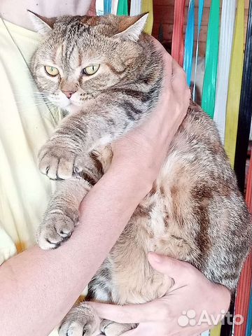 Шотландская здоровая кошка в дар