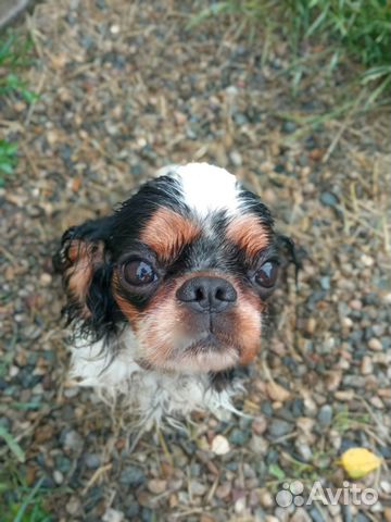 Кинг Чарльз Спаниель