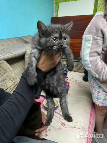 Шотландская кошка