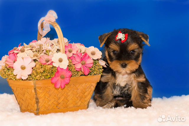 Щенки йорка