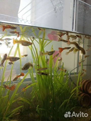 Аквариумные рыбки гуппи
