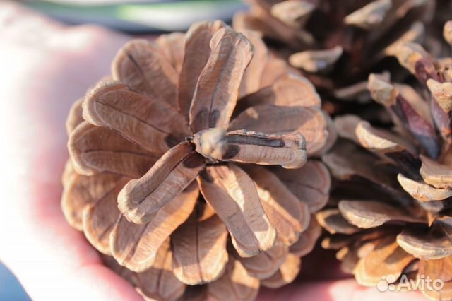 Найден кот сфинкс звонить только владельцу