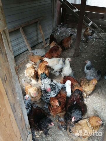 Куры молодки брама