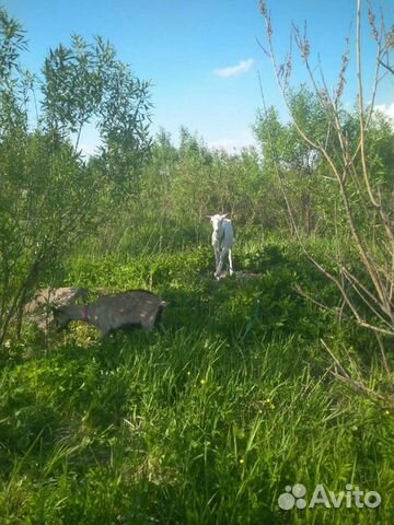 Козочка 4мес