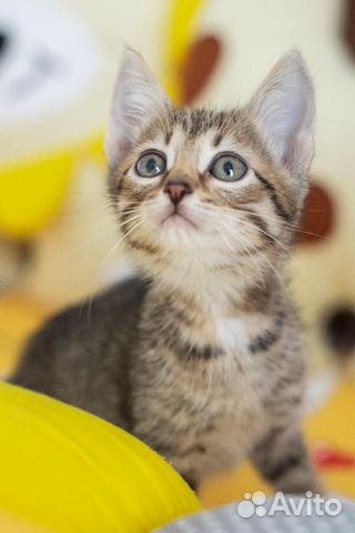 Котёнок Сократ в самые добрые руки