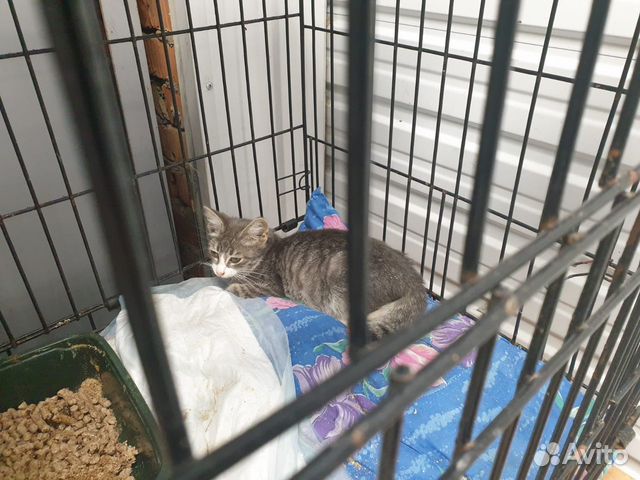 Котенок несколько месяцев