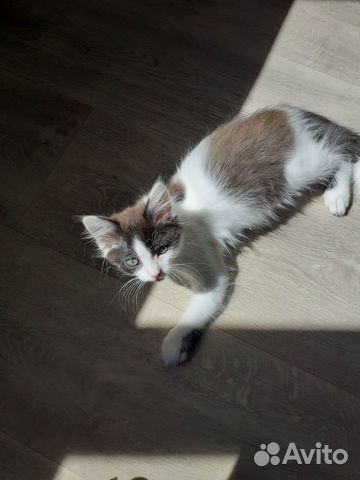 Котеночек в добрые ручки