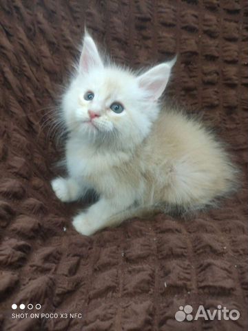 Шикарная кошечка