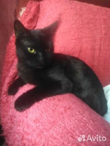 Грациозная Кошка
