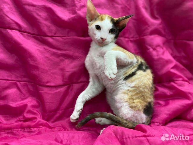 Корниш-рекс (котёнок)
