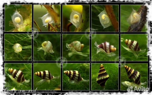 Улитка хелена билайн