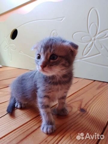 Котята вислоухие вискас