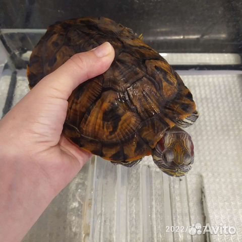 Красноухая черепаха с аквариумом