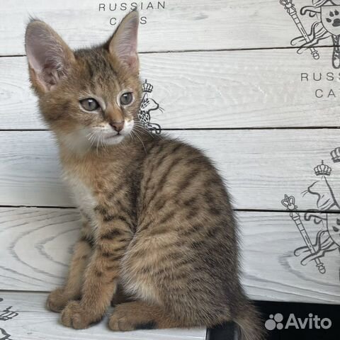 Мальчик Чаузи Ф1