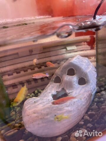 Аквариумные рыбки данио бронь