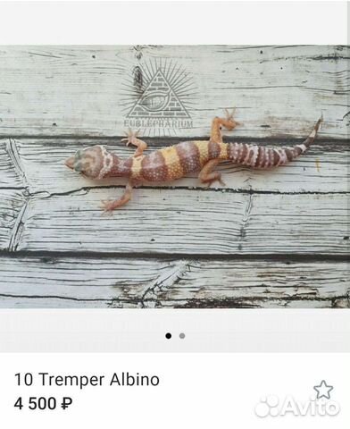 Эублефар