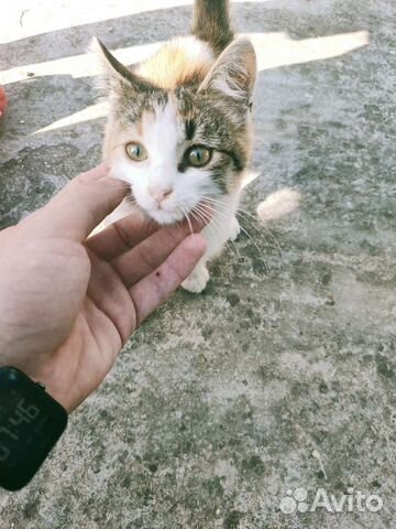 Потеряшка кошка