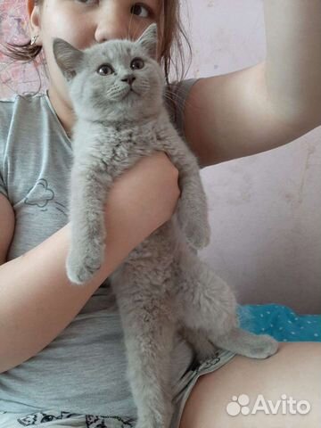 Шотландские вислоухие котята и прямоухие котята