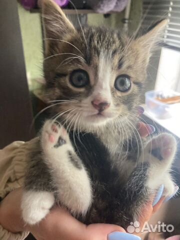 Котятки, 1.5 месяца