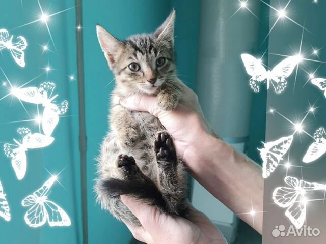 Котенок с ушками лисички в дар