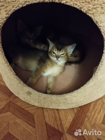 Аби детки, дикого окраса