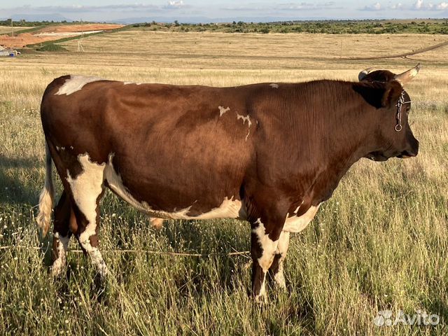 Быки на мясо