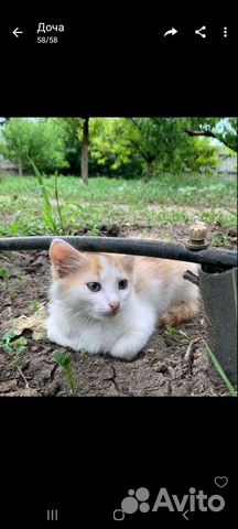 Морские свинки