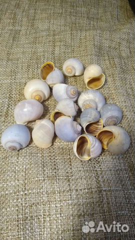 Ракушки для Танганьики