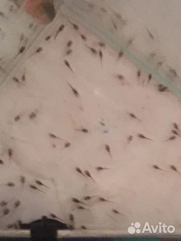 Крапчатый сомик коридорас