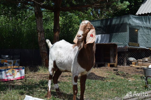 Нубийские козочки и козлы