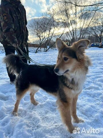 Красивый пёс пропадает в приюте