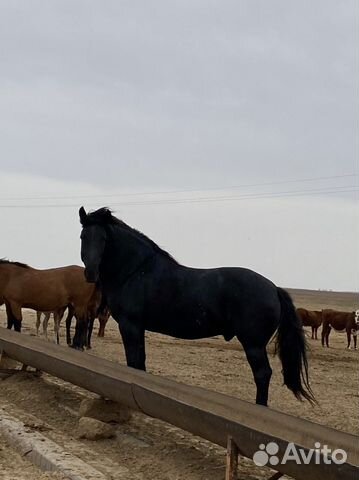 Жеребец полутяж