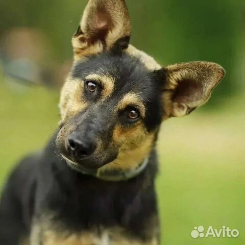 Сиятельный Граф