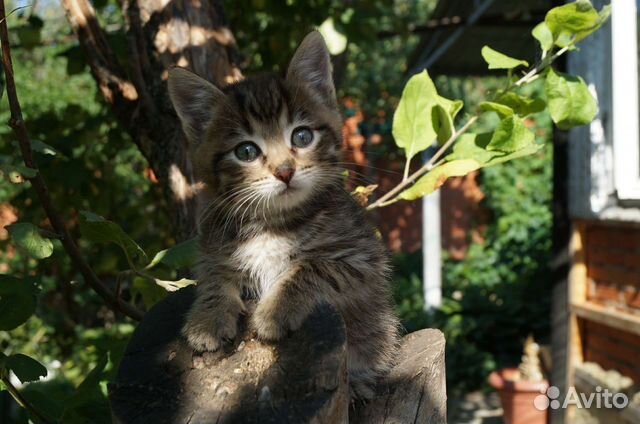 Котик-шпротик