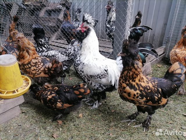 Павловские элитные петухи