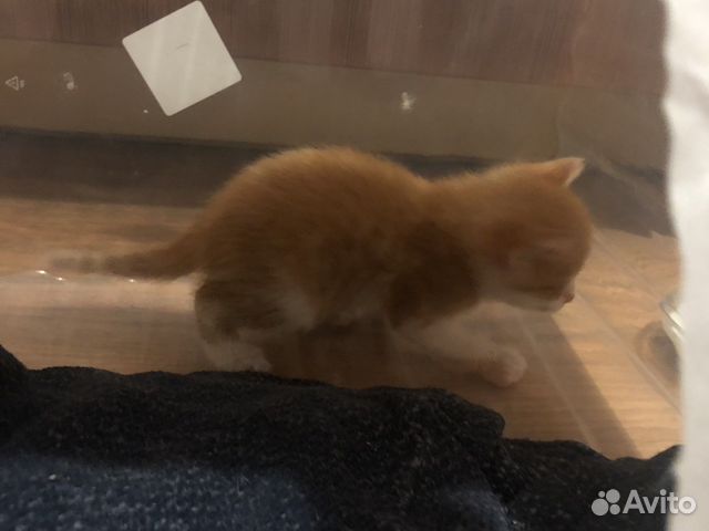 Котята в добрые руки даром