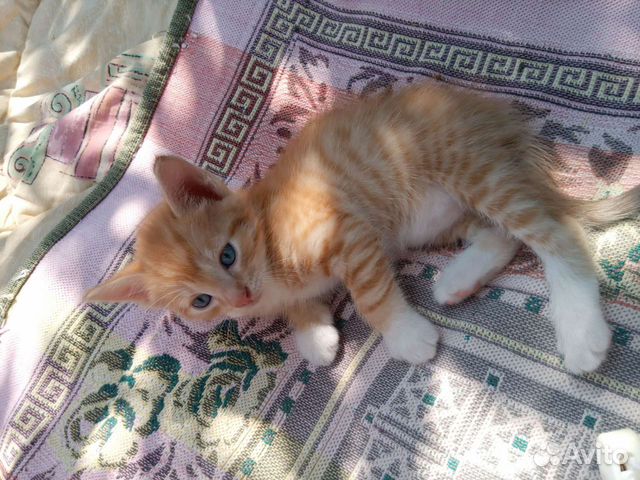 Котенок в добрые руки