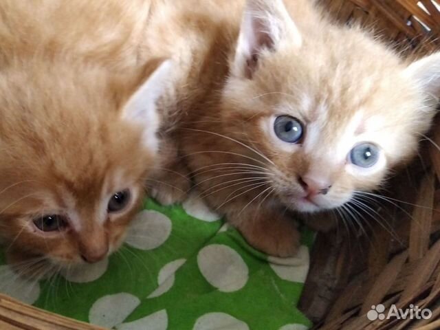 Рыжий котейка. Привезём по кмв