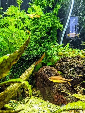 Медная Тетра